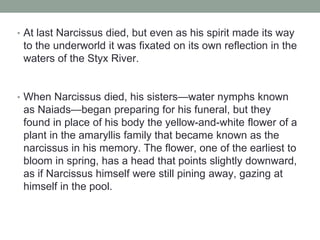 Narcissus | PPTX