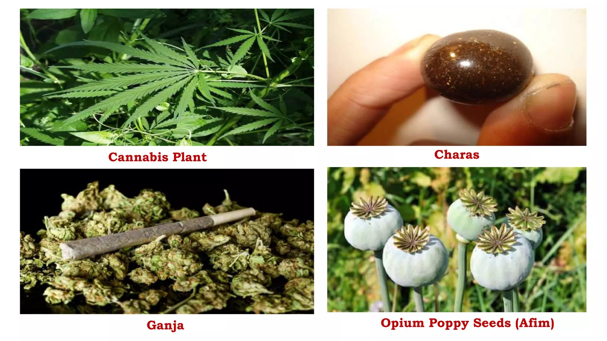Narcotic drugs and psychotropic substances act 1985 | PPTX
