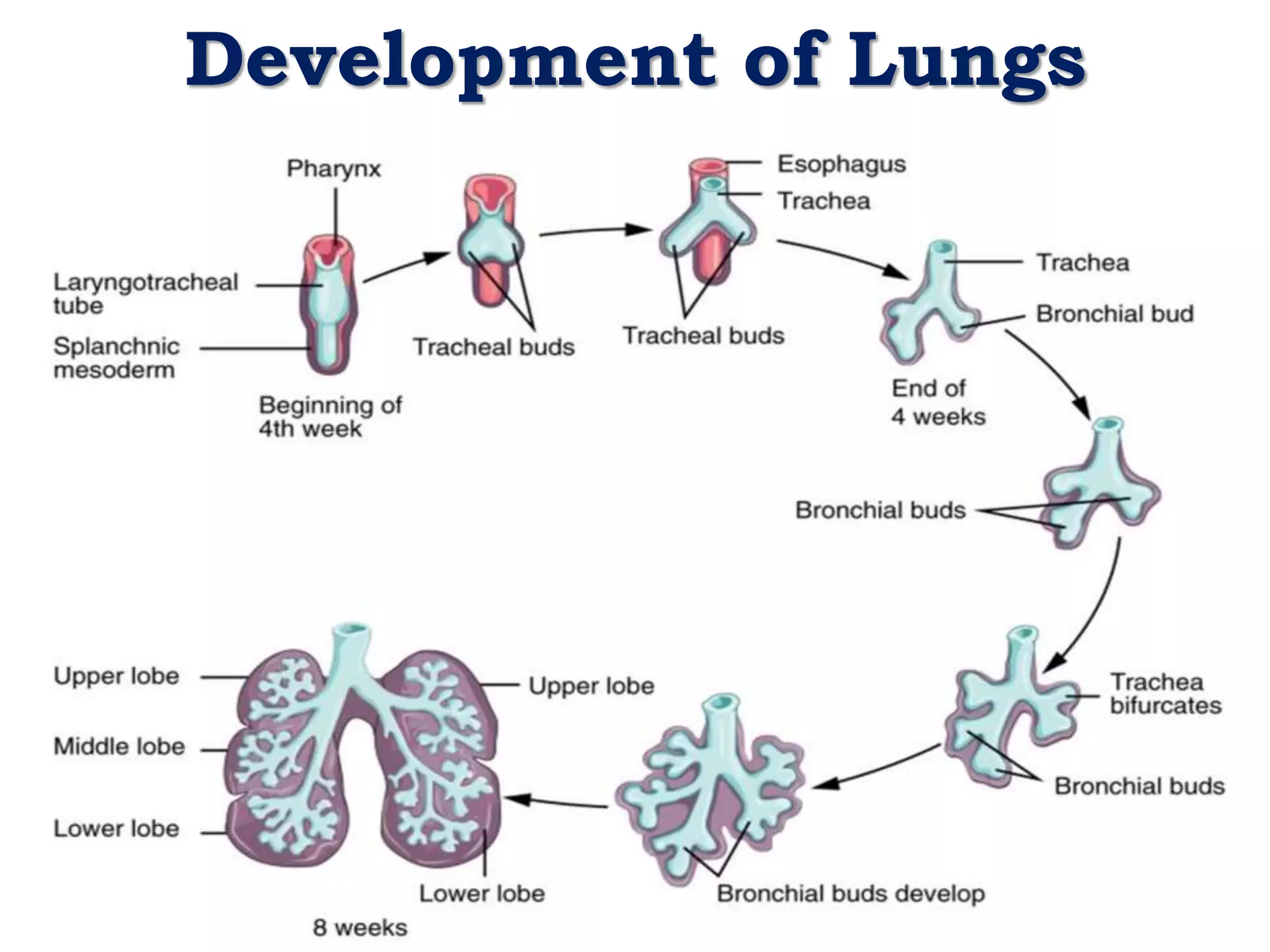 NEONATAL RESPIRATORY DISTRESS SYNDROME | PPTX