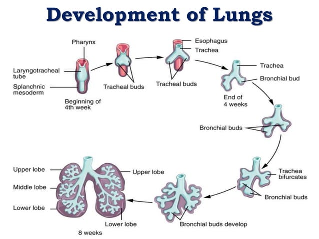 NEONATAL RESPIRATORY DISTRESS SYNDROME