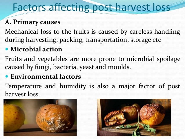 Management of Post-Harvest Losses in Fruits and Vegetables