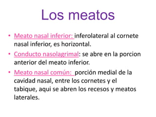 Nariz | PPT