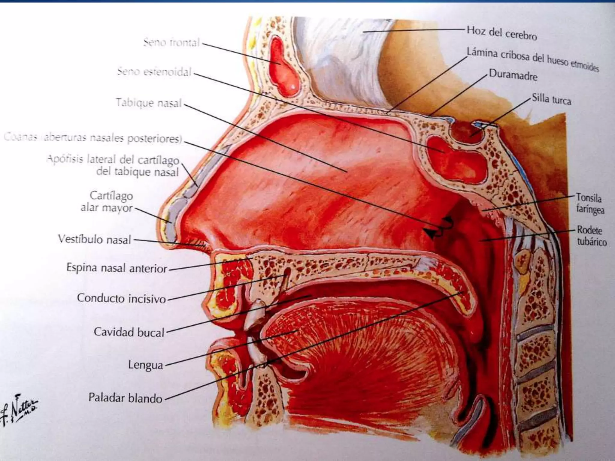 Anatomía y Fisiología nasal | PPTX