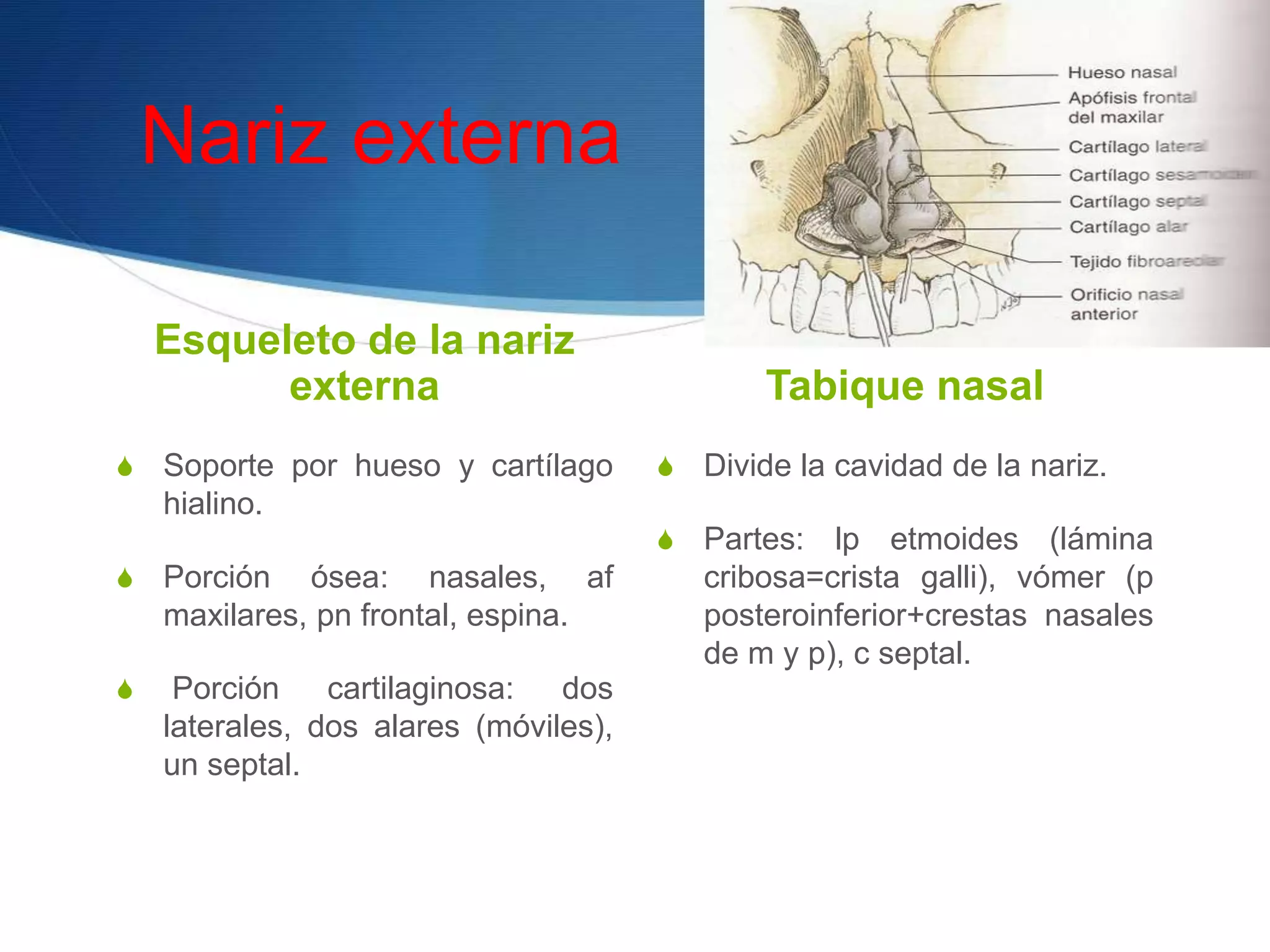 Anatomía y Fisiología nasal | PPTX