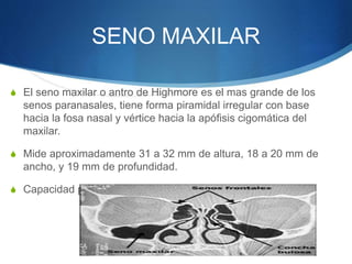 Anatomía y Fisiología nasal | PPTX