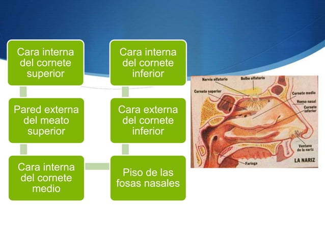 Anatomía y Fisiología nasal | PPTX