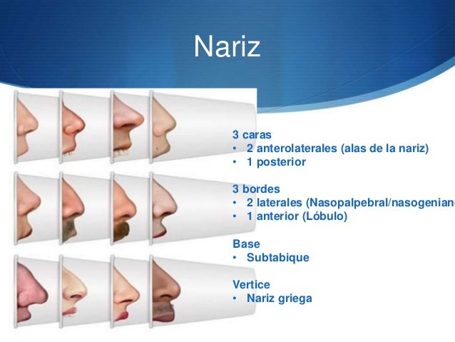 Anatomía y Fisiología nasal