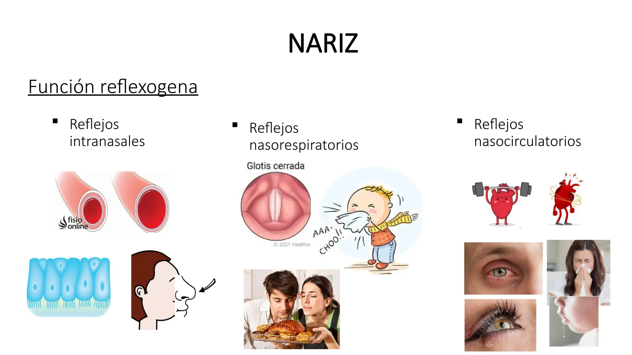 Anatomía y fisiologia de la nasofaringe e estructuras | PPT