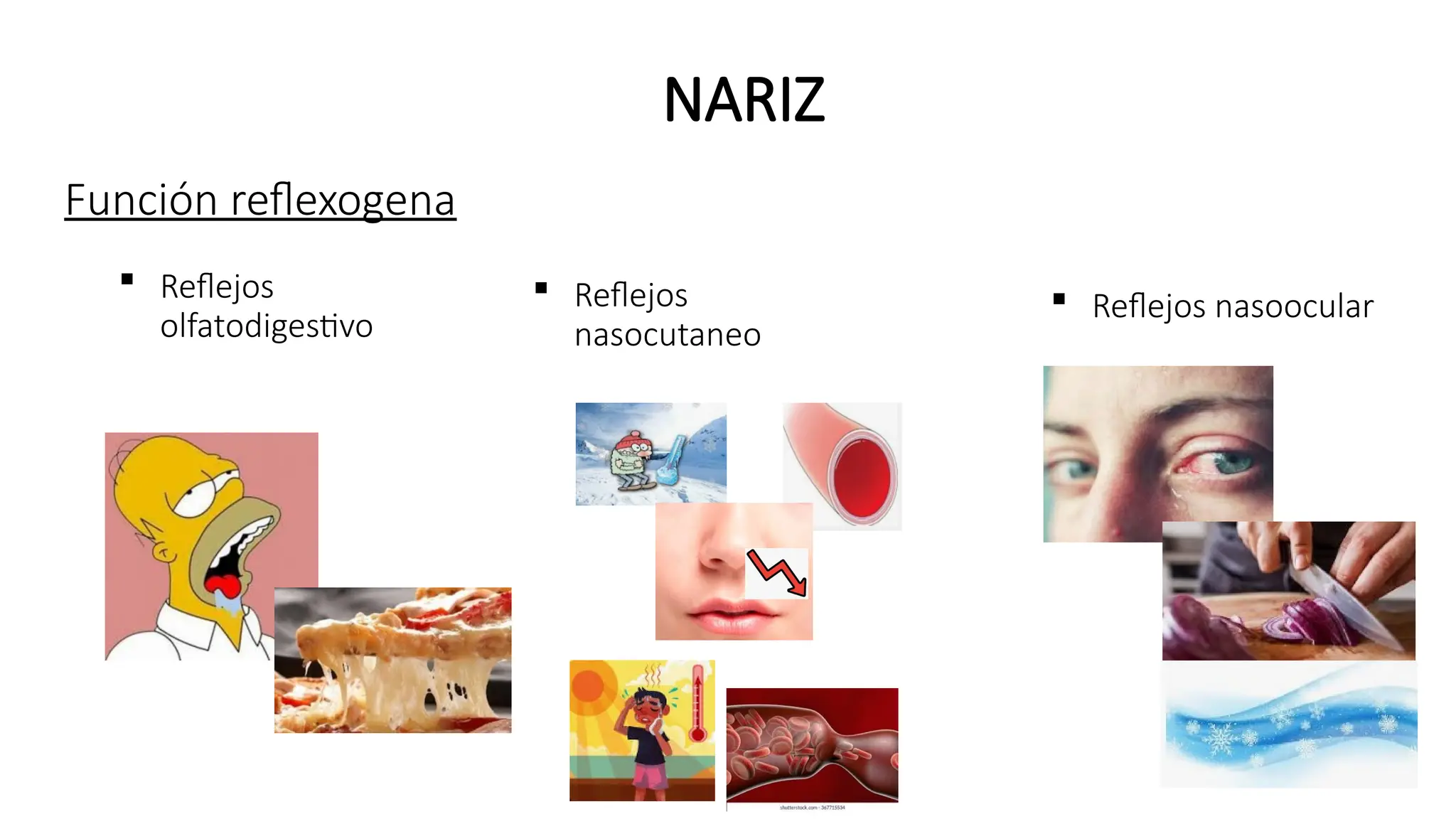 Anatomía y fisiologia de la nasofaringe e estructuras | PPT