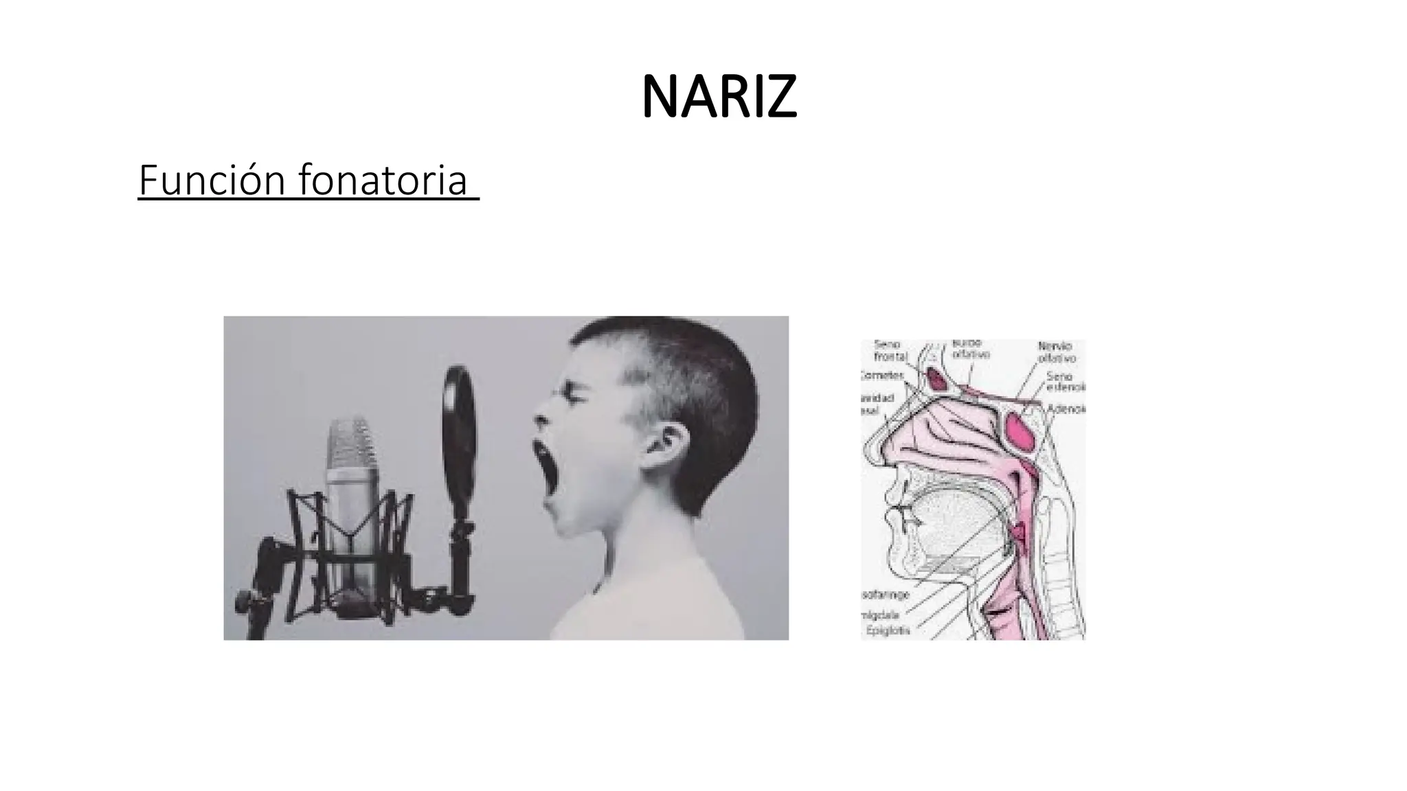 Anatomía y fisiologia de la nasofaringe e estructuras | PPT