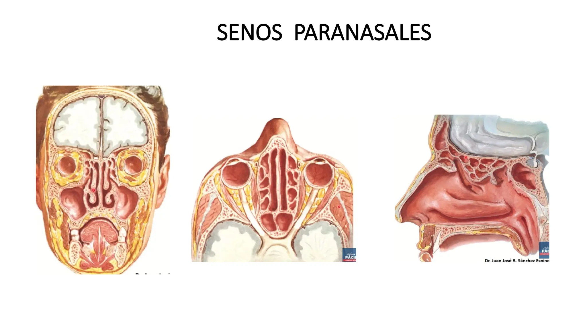 Anatomía y fisiologia de la nasofaringe e estructuras | PPT