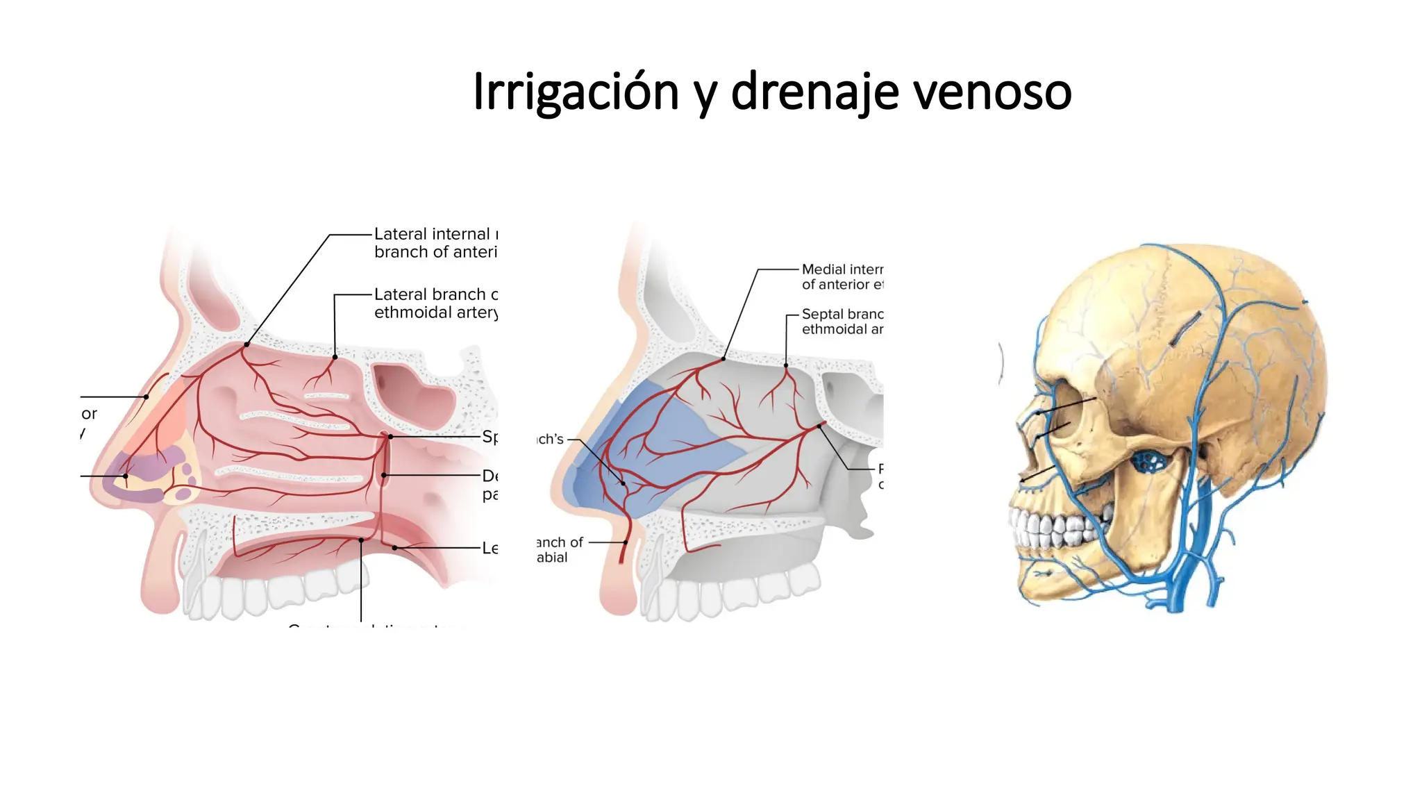 Anatomía y fisiologia de la nasofaringe e estructuras | PPT
