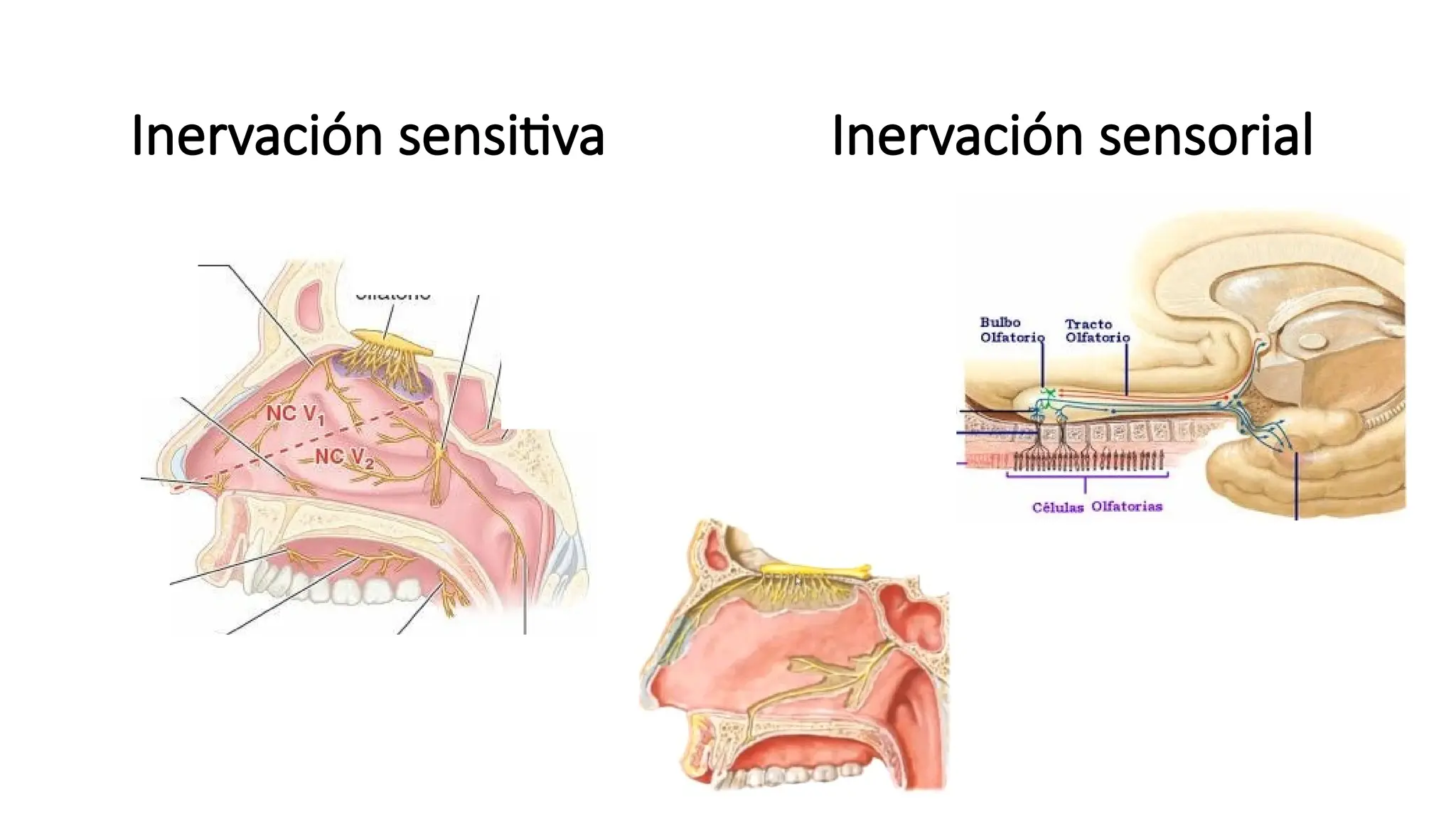 Anatomía y fisiologia de la nasofaringe e estructuras | PPT