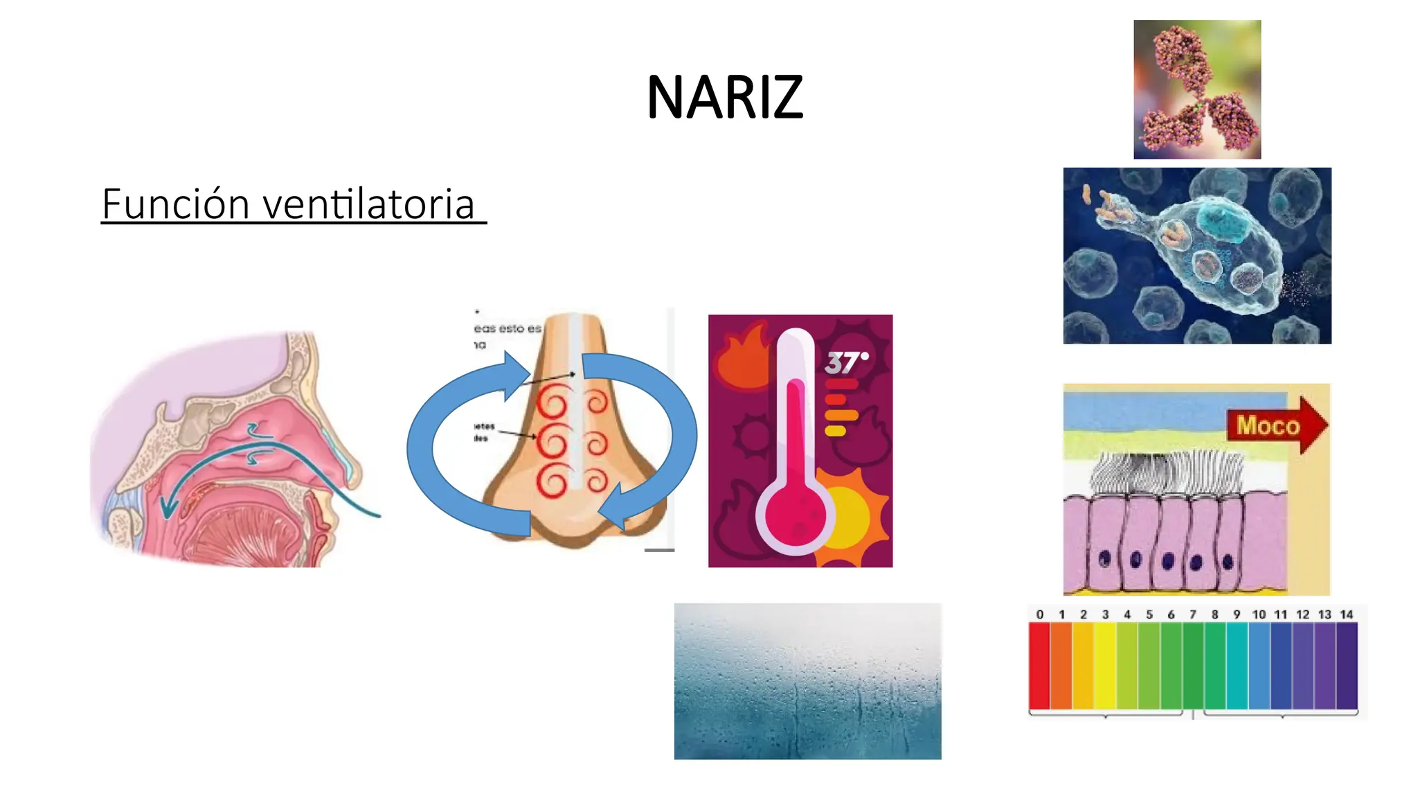 Anatomía y fisiologia de la nasofaringe e estructuras | PPT
