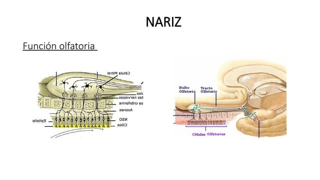 Anatomía y fisiologia de la nasofaringe e estructuras | PPT