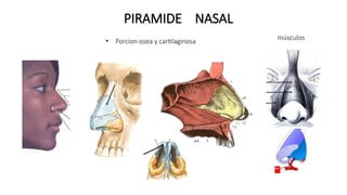 Anatomía y fisiologia de la nasofaringe e estructuras | PPTX