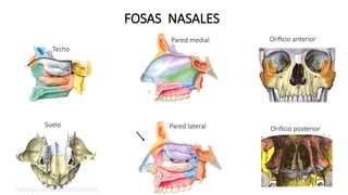 Anatomía y fisiologia de la nasofaringe e estructuras | PPTX