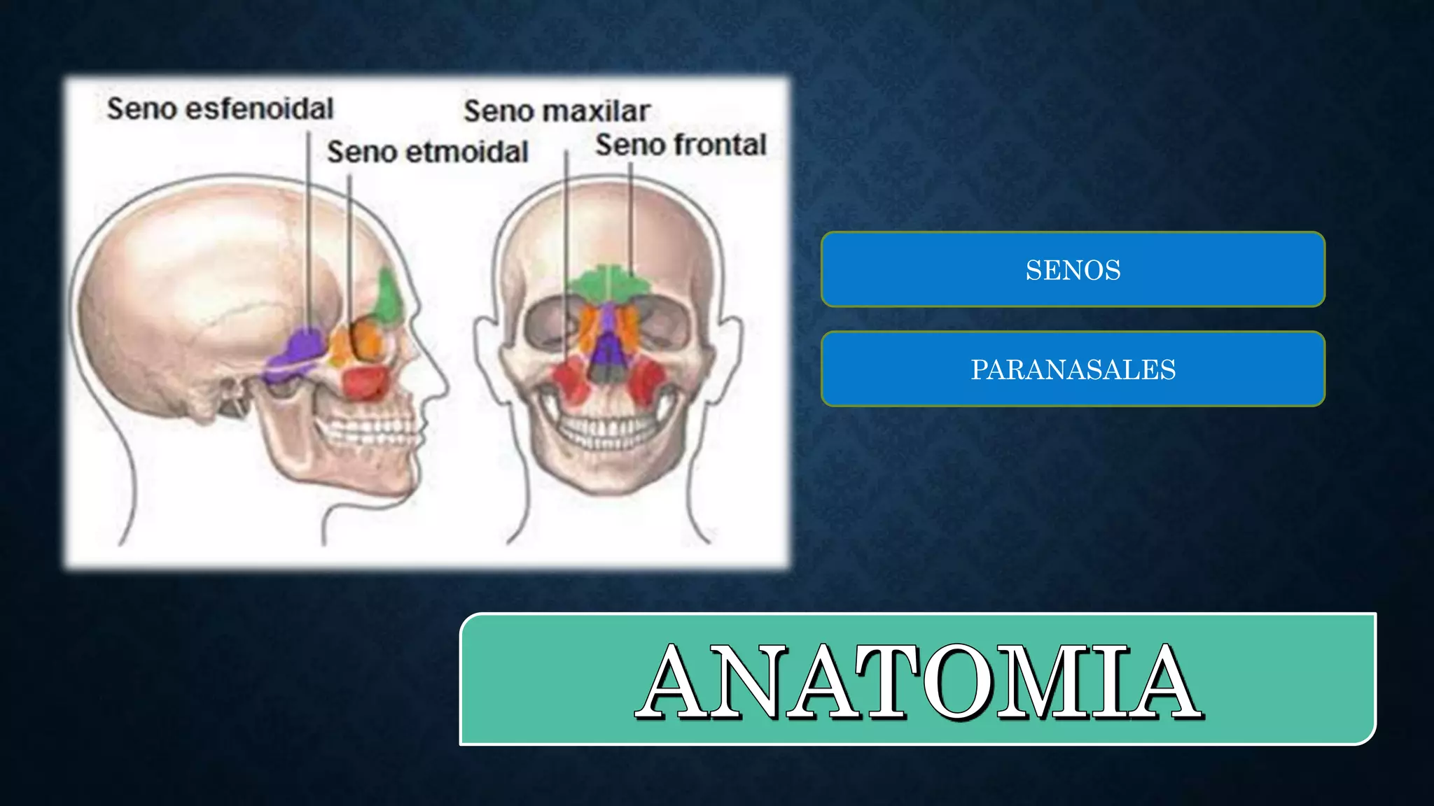 Anatomía Del Seno Frontal