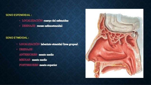 Nariz, cavidad nasal y senos paranasales