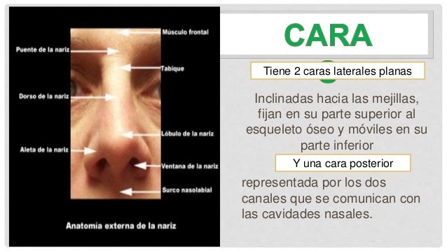 APARATO RESPIRATORIO__Nariz y Cavidades nasales