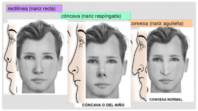 APARATO RESPIRATORIO__Nariz y Cavidades nasales