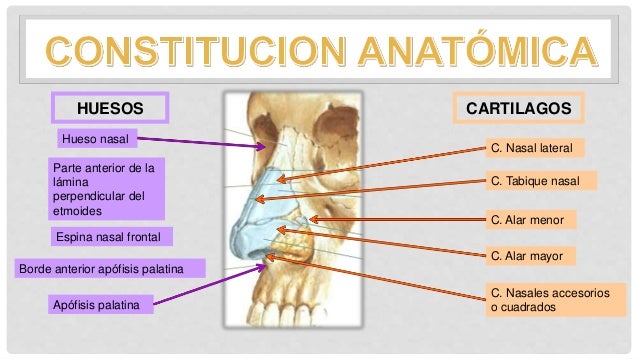 APARATO RESPIRATORIO__Nariz y Cavidades nasales