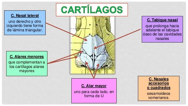 APARATO RESPIRATORIO__Nariz y Cavidades nasales