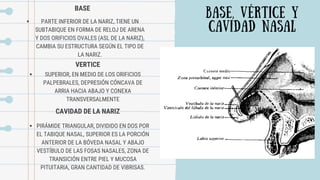 Nariz y olfato, fisiologia y anatomia pdf | PDF