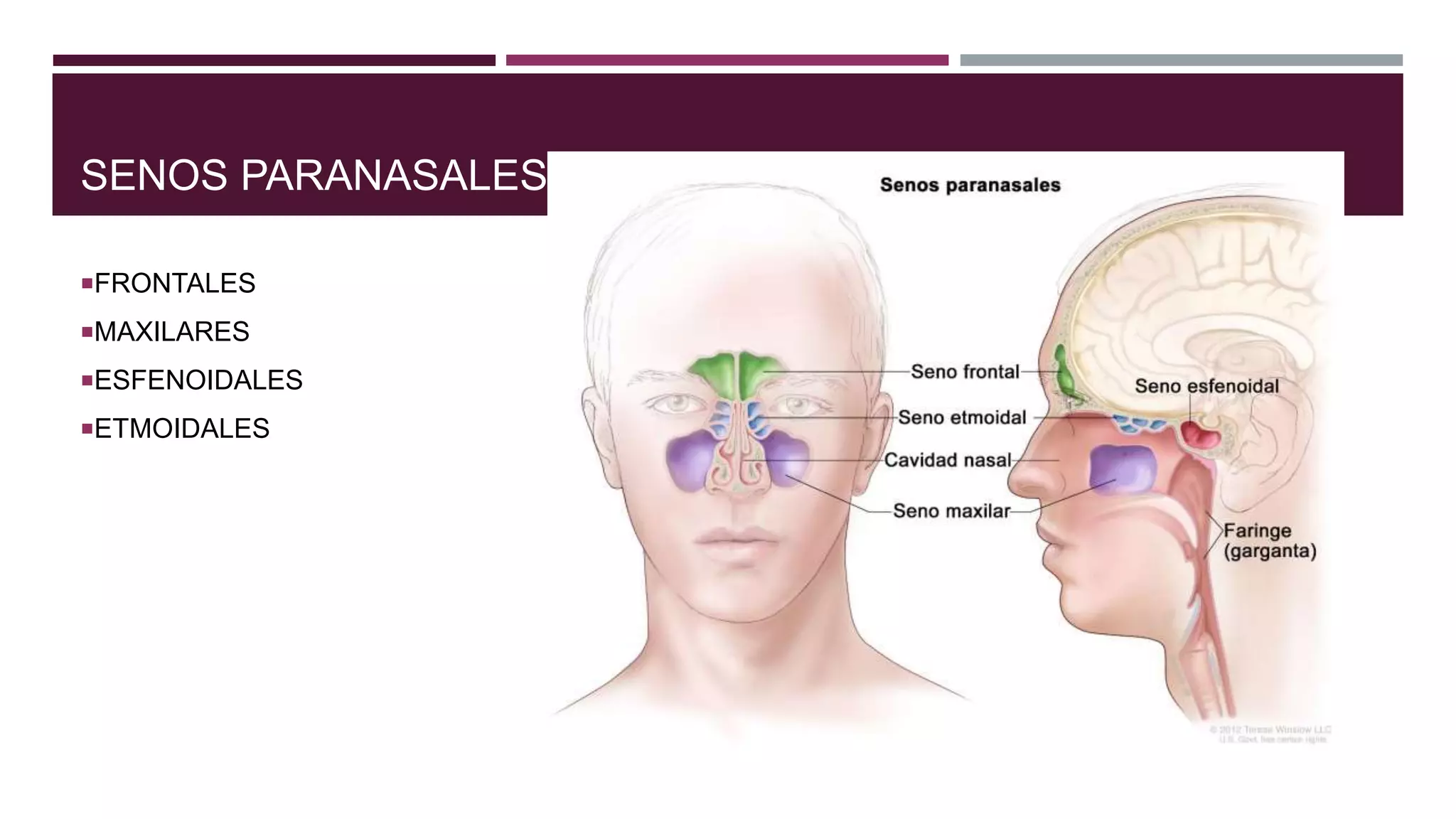 nariz y senos paranasales anatomia | PPTX | Ear, Nose and Throat ...
