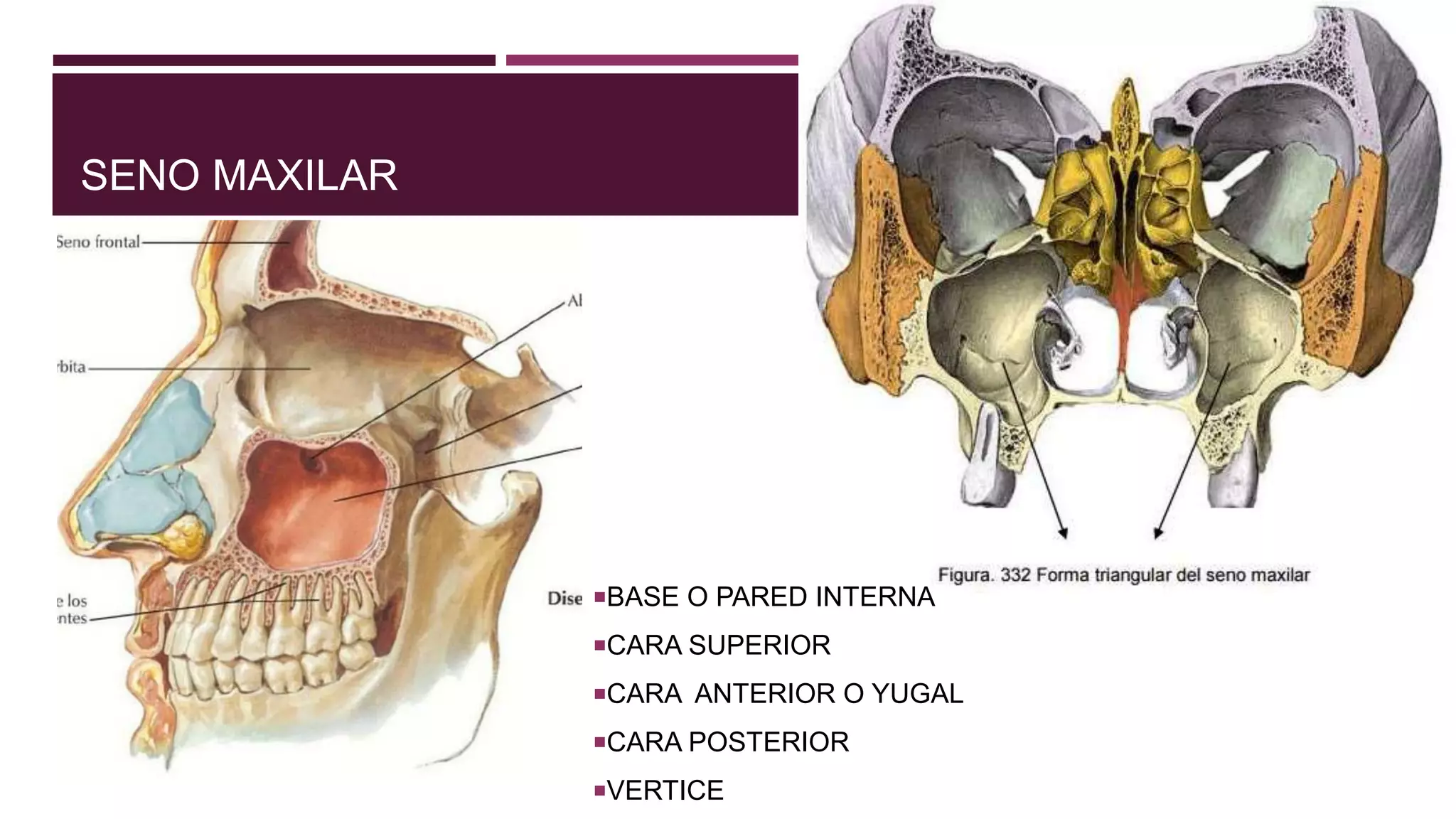 nariz y senos paranasales anatomia | PPTX | Ear, Nose and Throat ...