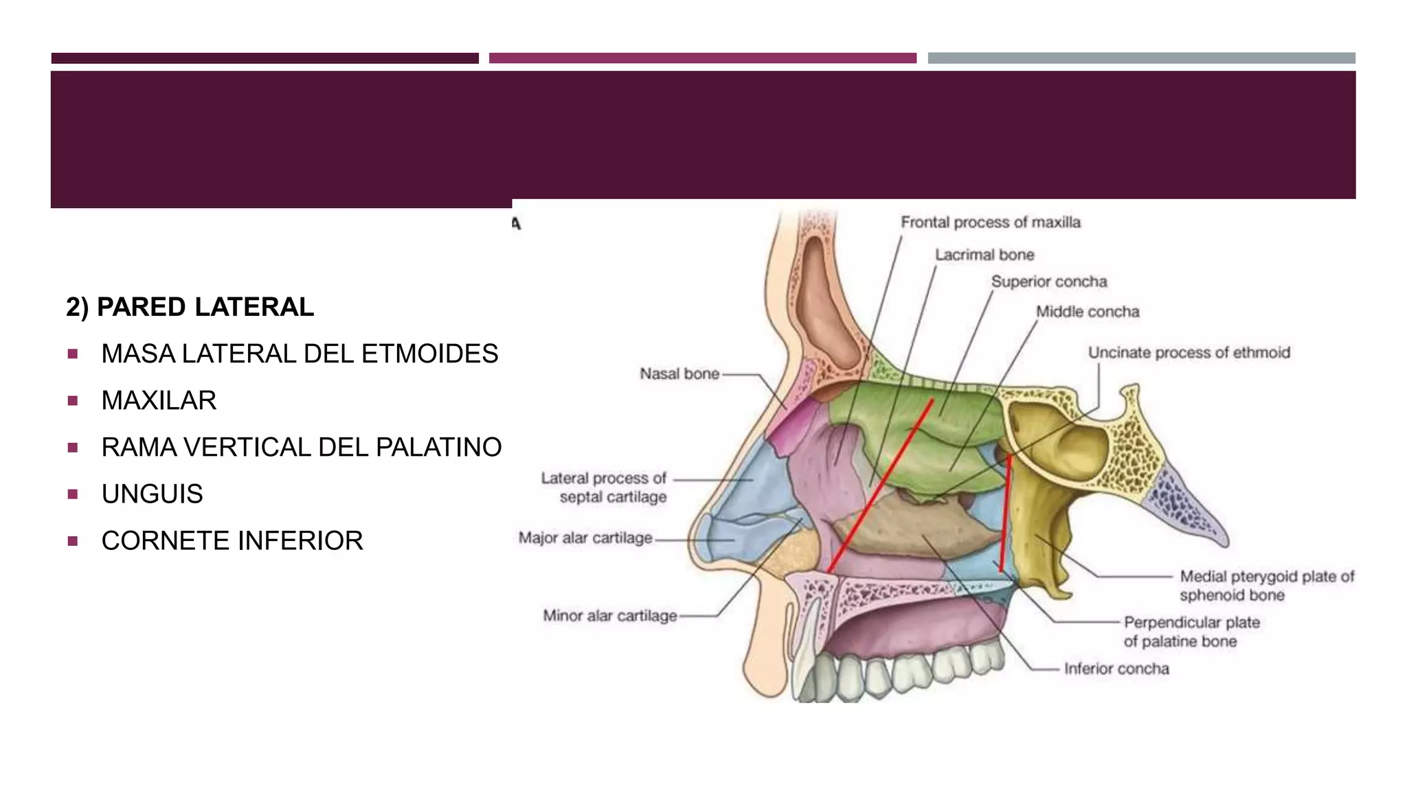 nariz y senos paranasales anatomia | PPTX | Ear, Nose and Throat ...