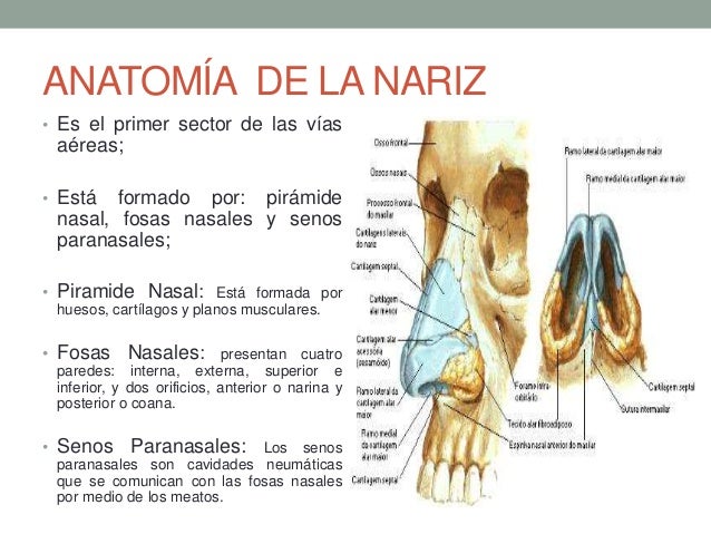 Nariz y senos paranasales apresentacion
