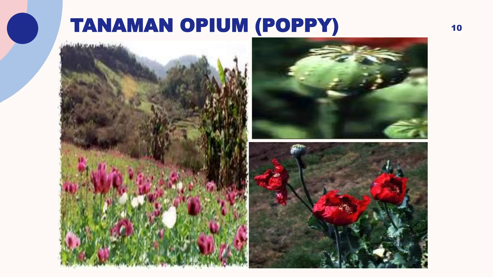 PENYULUHAN TENTANG BAHAYA NARKOBA/ NAPZA.pptx