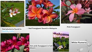 Seher khan park case study for landscape subject in architecture | PPT