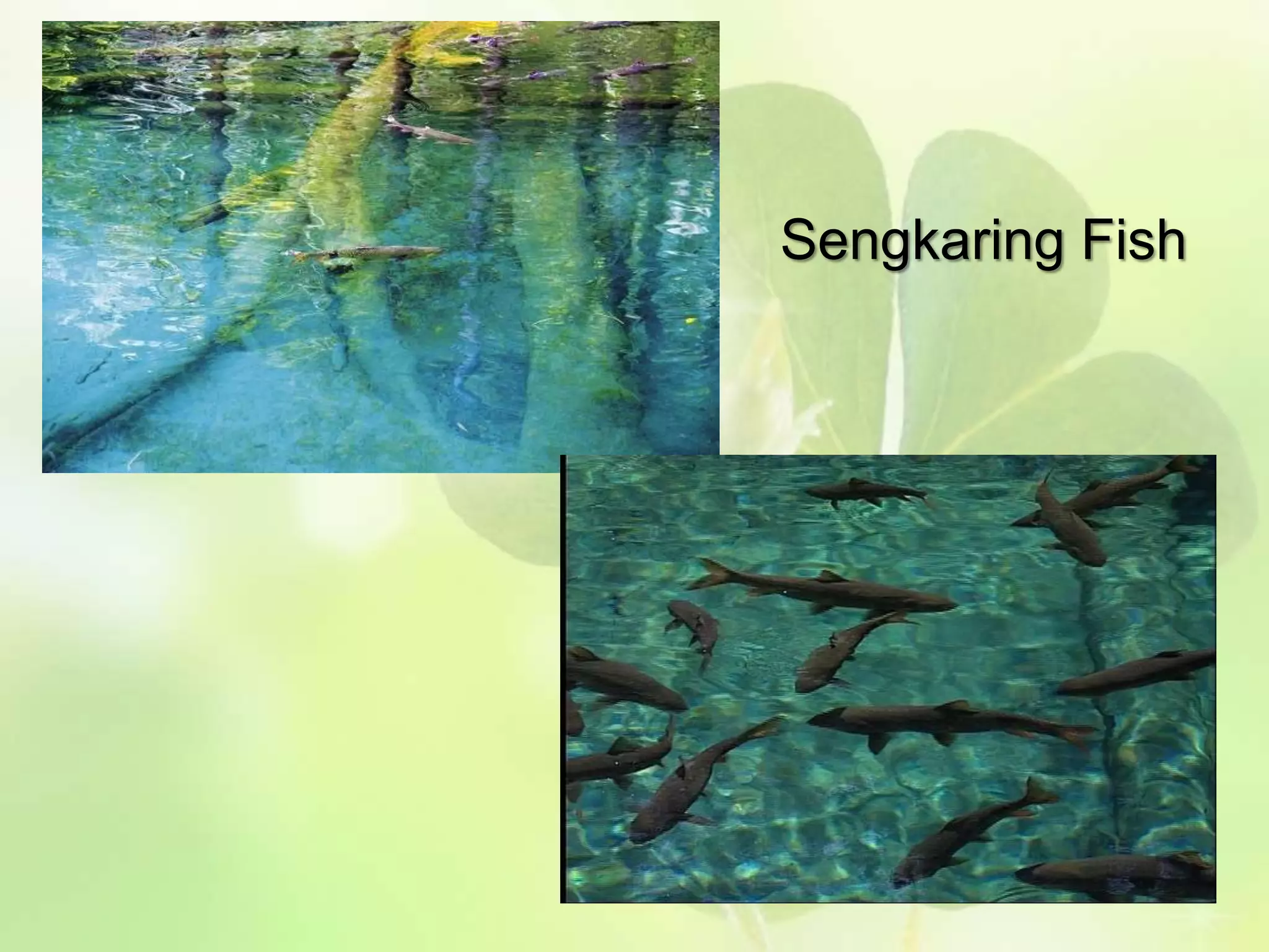 Narrative text rambot monte | PPTX | Asia Travel | Travel Locations