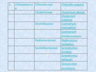 fresh water algae-a survey | PPTX | Biological Sciences | Science