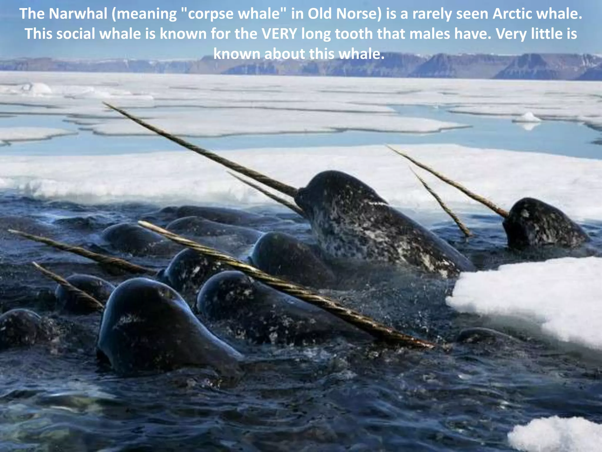 Narwhal | PPSX
