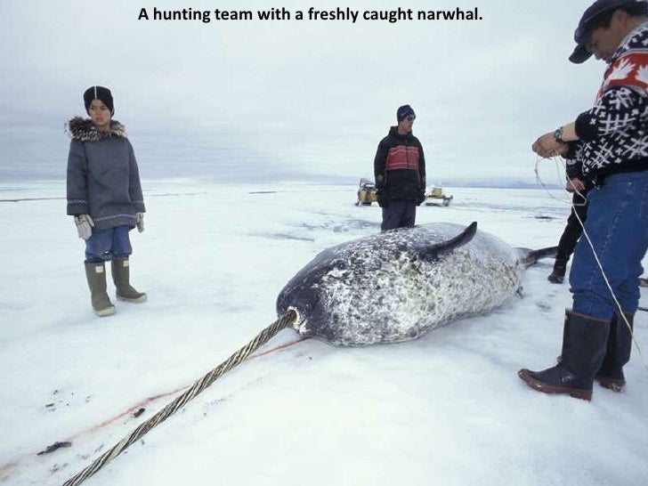 Narwhal