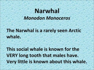 Narwhal | PPT