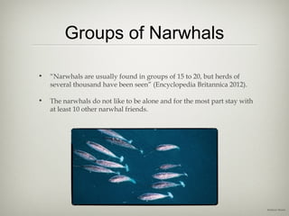 Narwhal - The Presentation | PPT
