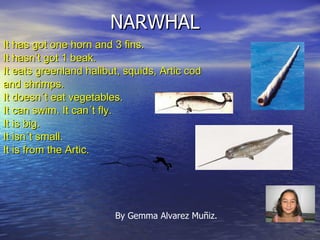 Narwhal by Gemma | PPT