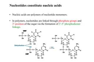 NAs.pptx assignment biochemistry part one | PPT