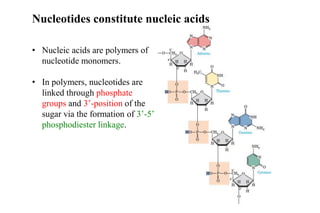 NAs.pptx assignment biochemistry part one | PPT