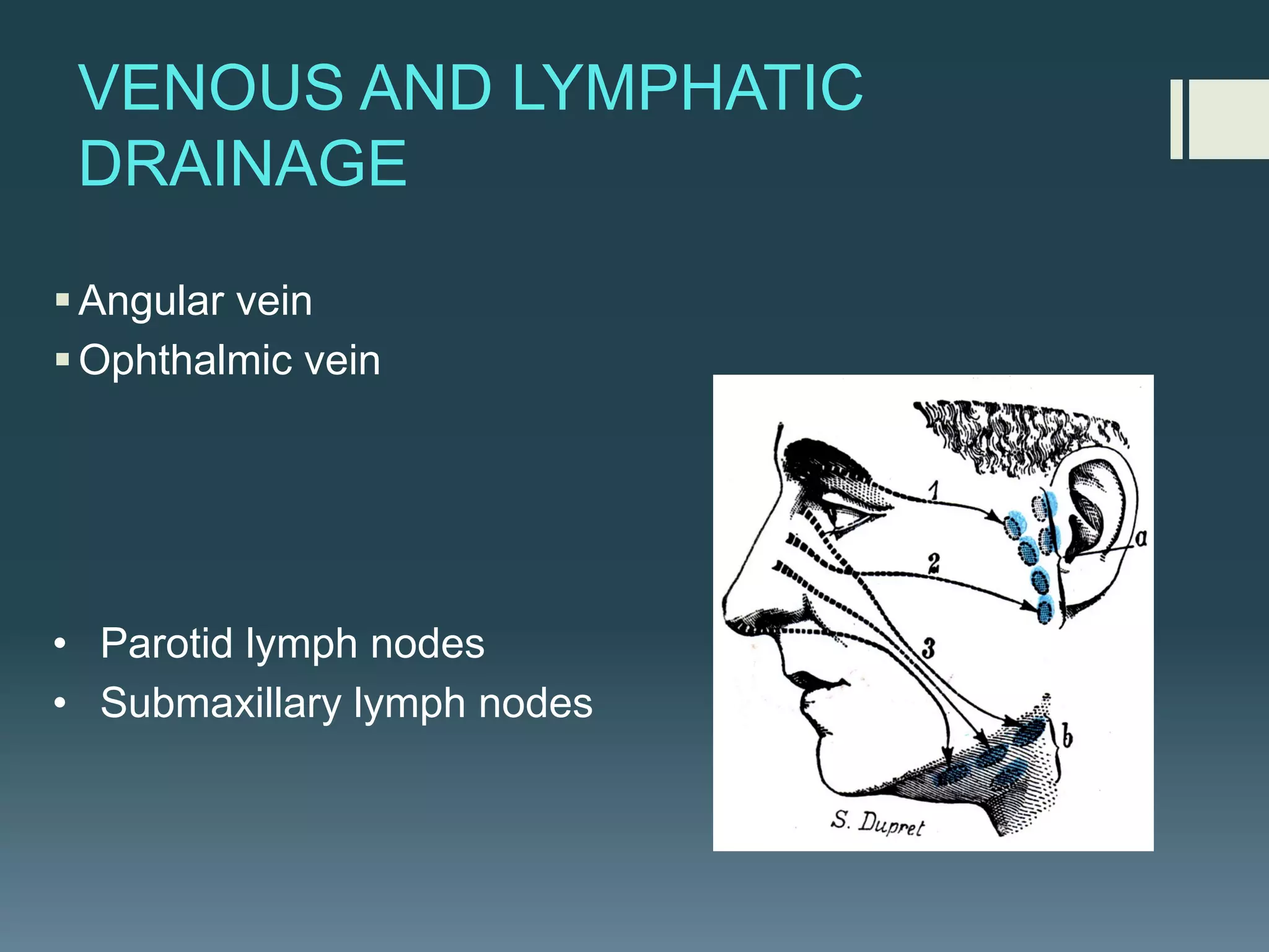 Nasal_Anatomy.pdf