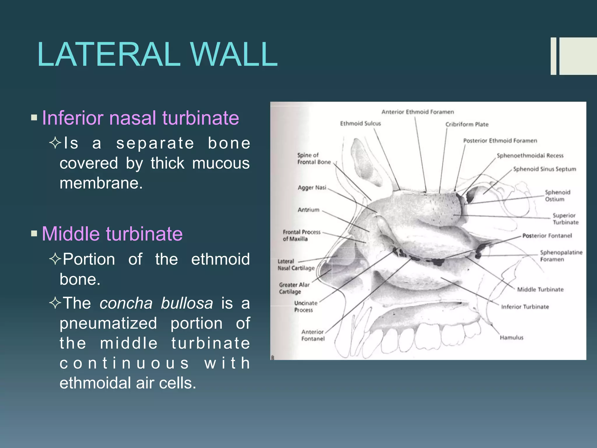 Nasal_Anatomy.pdf