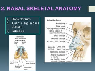 Nasal_Anatomy.pdf