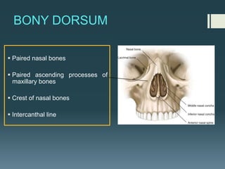 Nasal_Anatomy.pdf