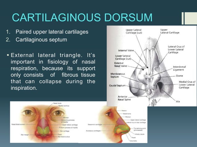 Nasal_Anatomy.pdf