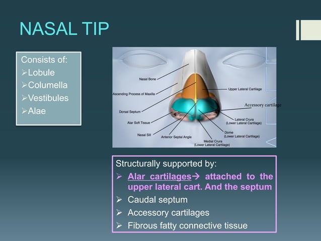 Nasal_Anatomy.pdf
