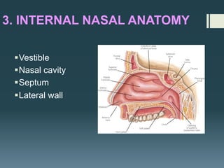 Nasal_Anatomy.pdf